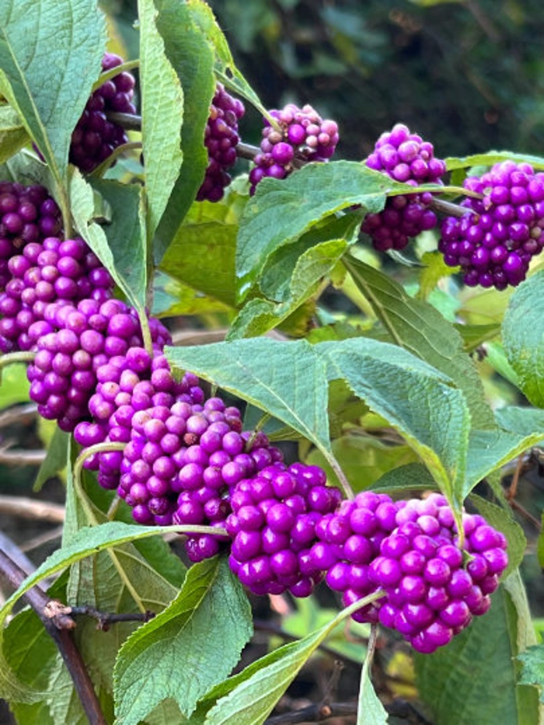 Callicarpa Americana American Beautyberry - Etsy