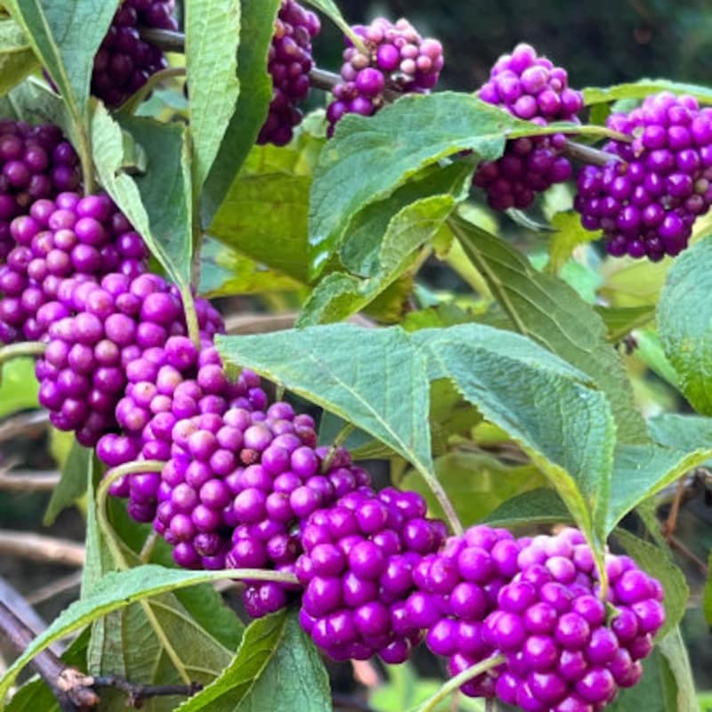 American Beautyberry - Etsy