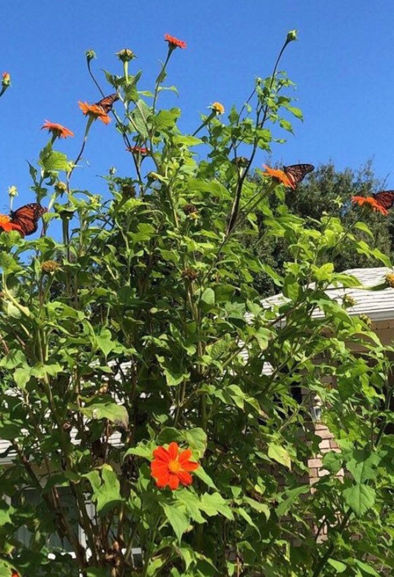 Tithonia mexican Sunflower Seeds - Etsy