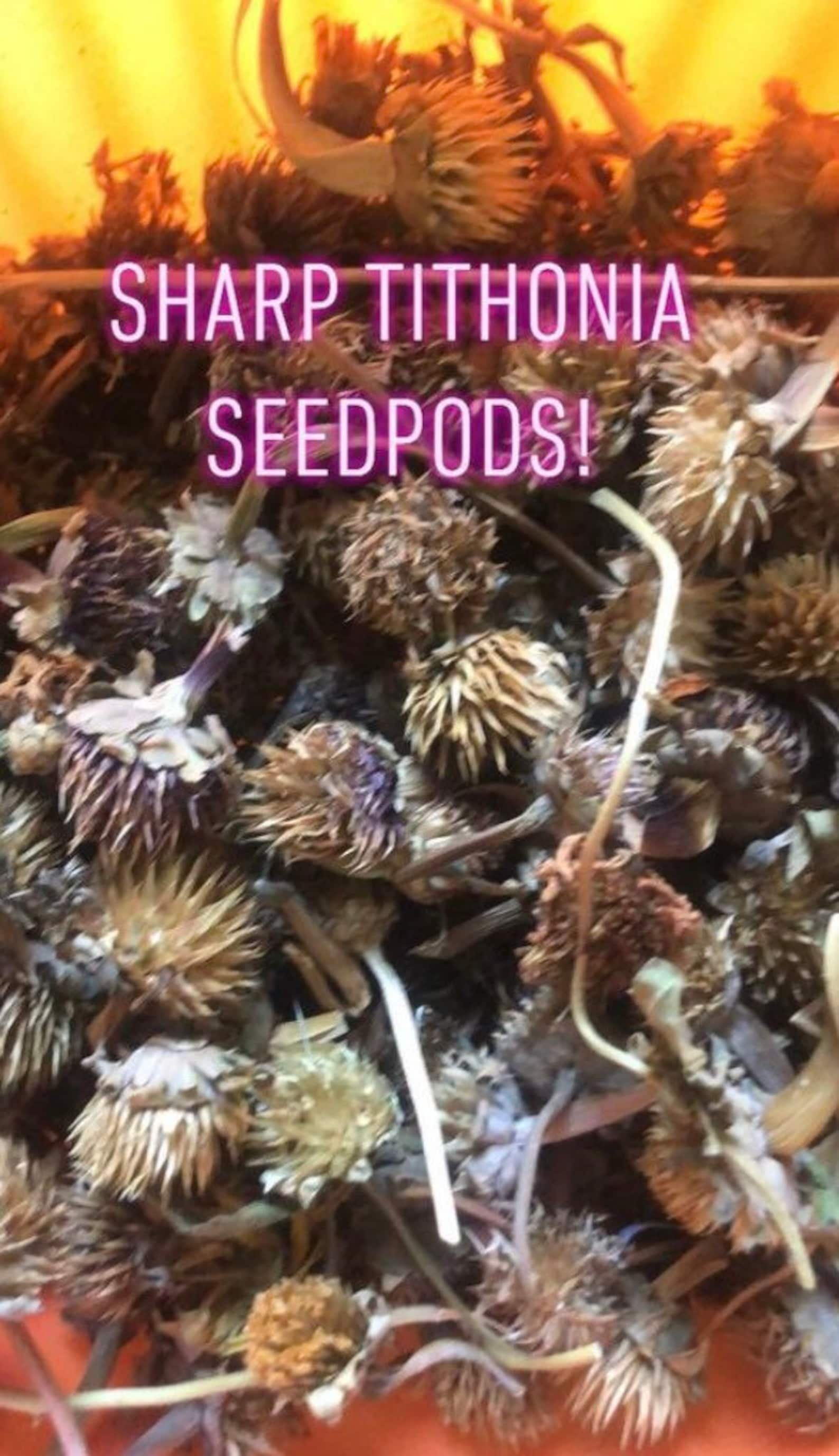 Tithonia mexican Sunflower Seeds - Etsy