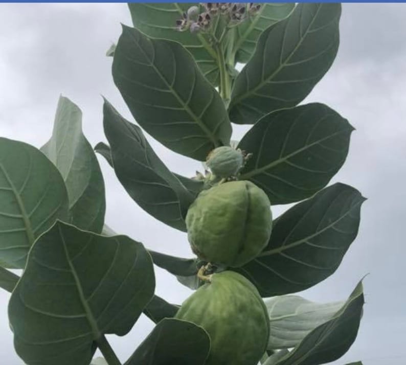 Milkweed Calotropis Procera Asclepias Seeds | Etsy