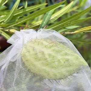 Swan Gomphocarpus Fruticosus Milkweed Seeds - Etsy