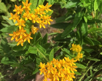 2 Live Asclepias Tuberosa 'hello Yellow Butterfly Weed Perennial Plants ...