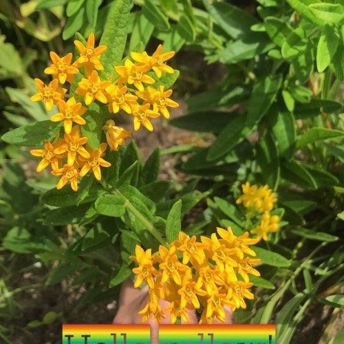 Hello Yellow Tuberosa Milkweed Seeds - Etsy