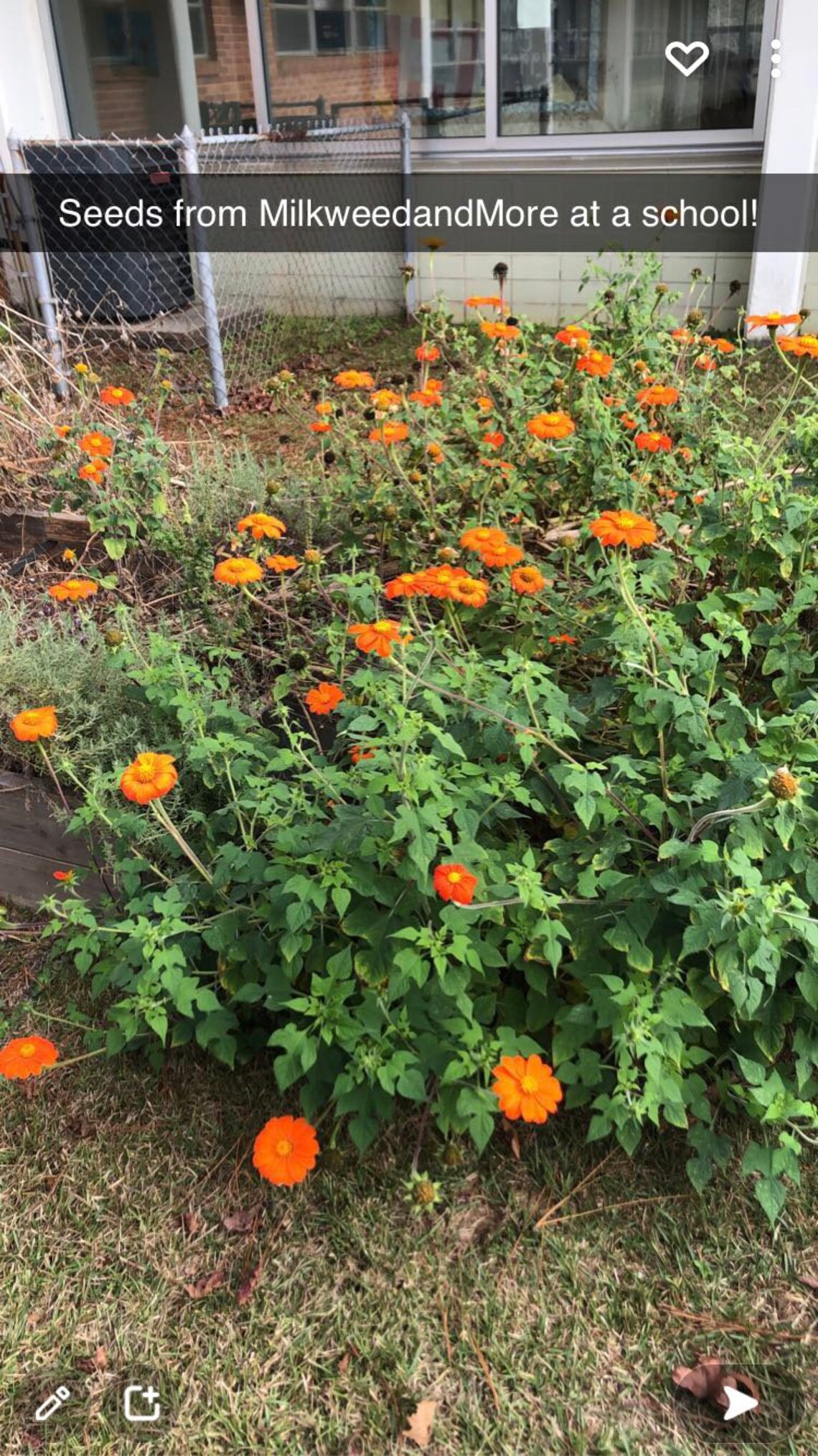 Tithonia mexican Sunflower Seeds - Etsy