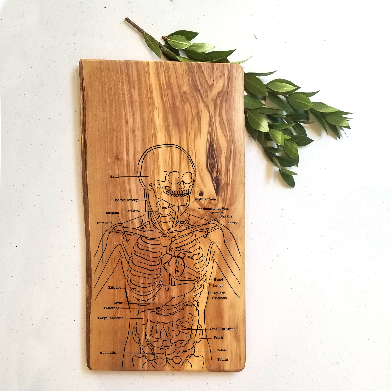 Human Anatomy Charcuterie Board by Bright on Birch Engraved | Etsy