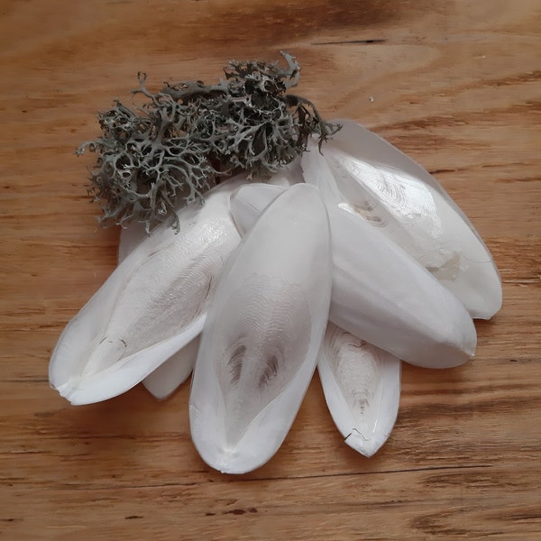 Cuttlefish Bone - Etsy