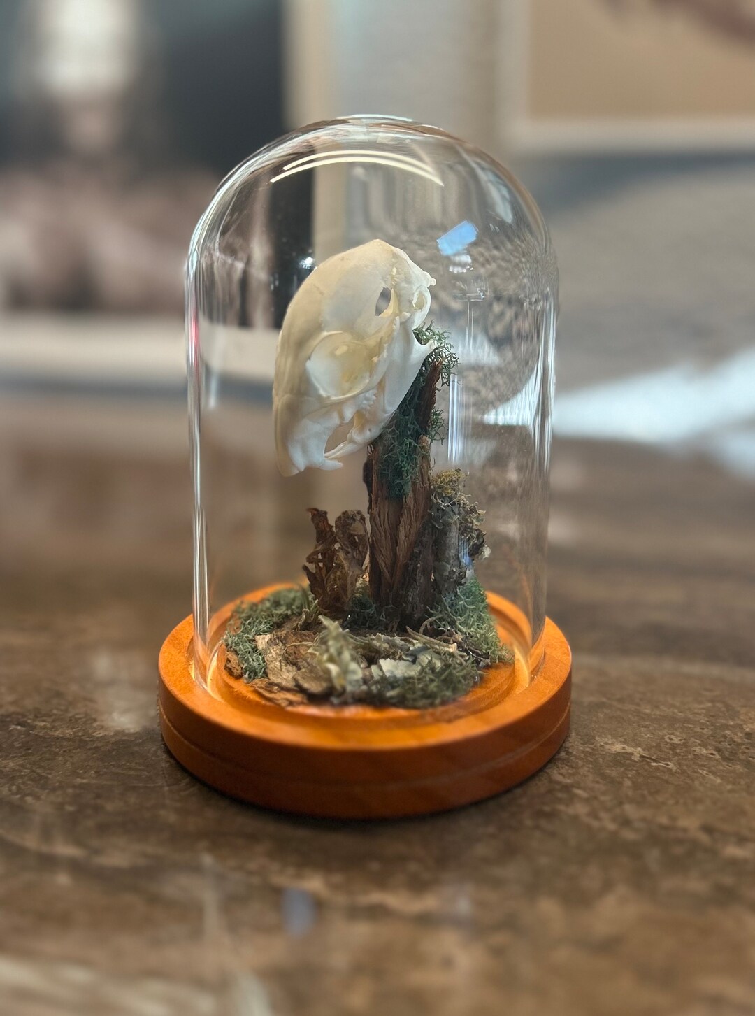 Squirrel Skull Curio Dome - Etsy