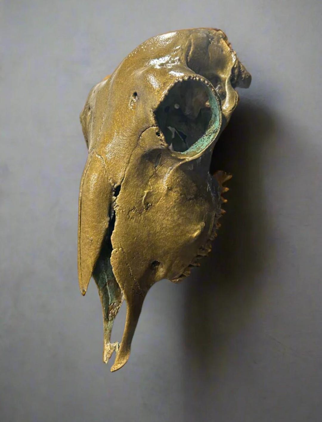 Brass Metal Coated Sheep Skull - Etsy