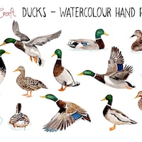 Duckling Duck Overlay Set, Png Format, Stock, Composite, Digital - Etsy