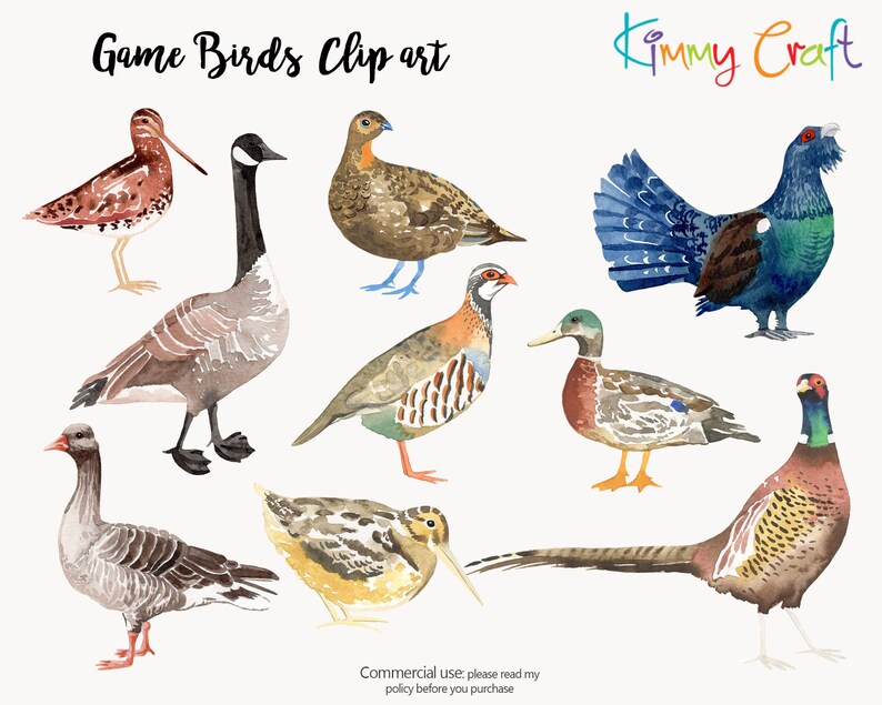 9 Types of Game Bird Clipart Collection Hand Painted in Watercolor by ...