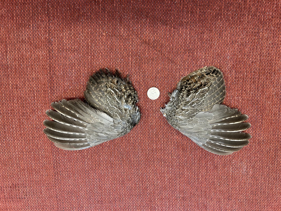 A Pair of Beautiful Dried Roughed Grouse Wings - Etsy