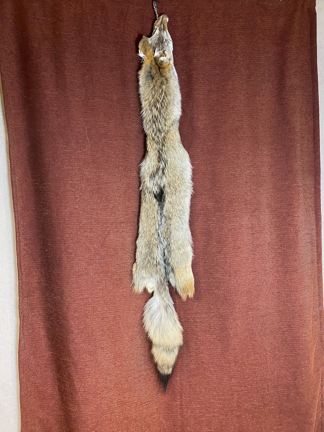 Premium Professionally Tanned North Idaho Winter Coyote Pelt - Etsy
