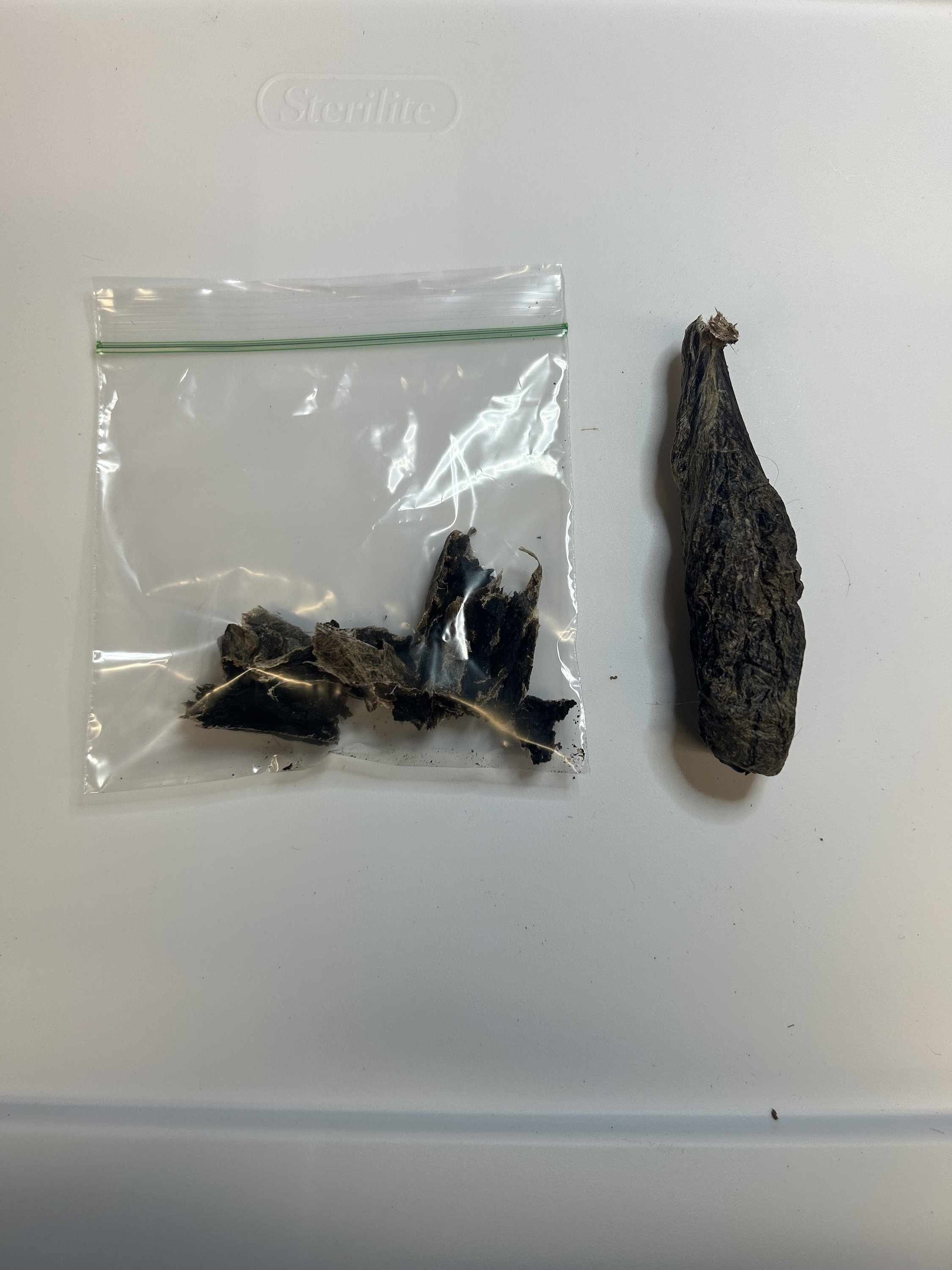 Premium Beaver Castoreum - Etsy