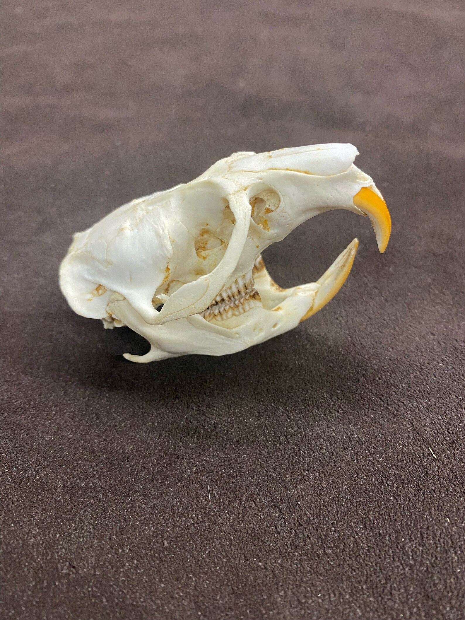 Intact Bleached White Muskrat Skull | Etsy