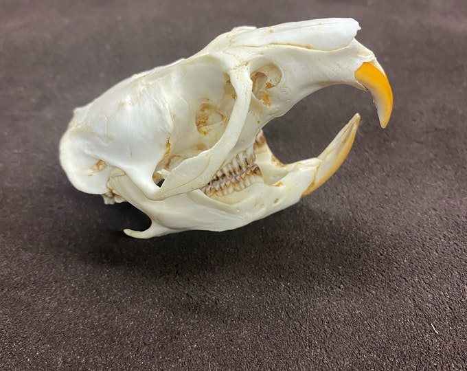 Intact Bleached White Muskrat Skull - Etsy