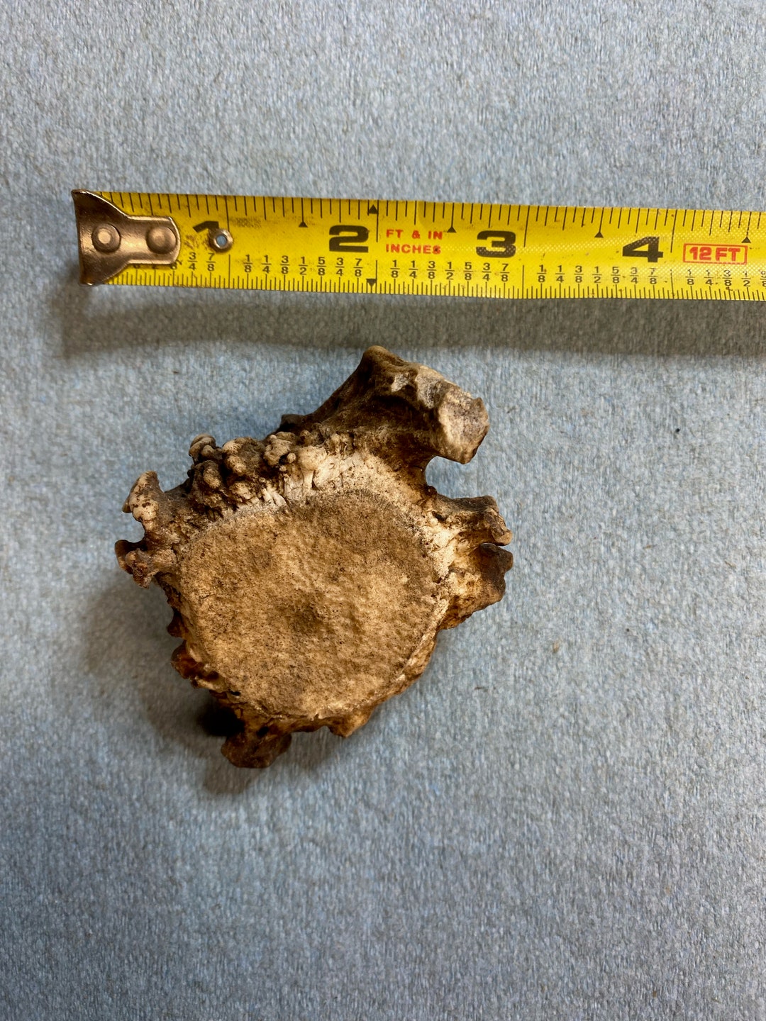 Elk and Small Moose Antler Buttons - Etsy