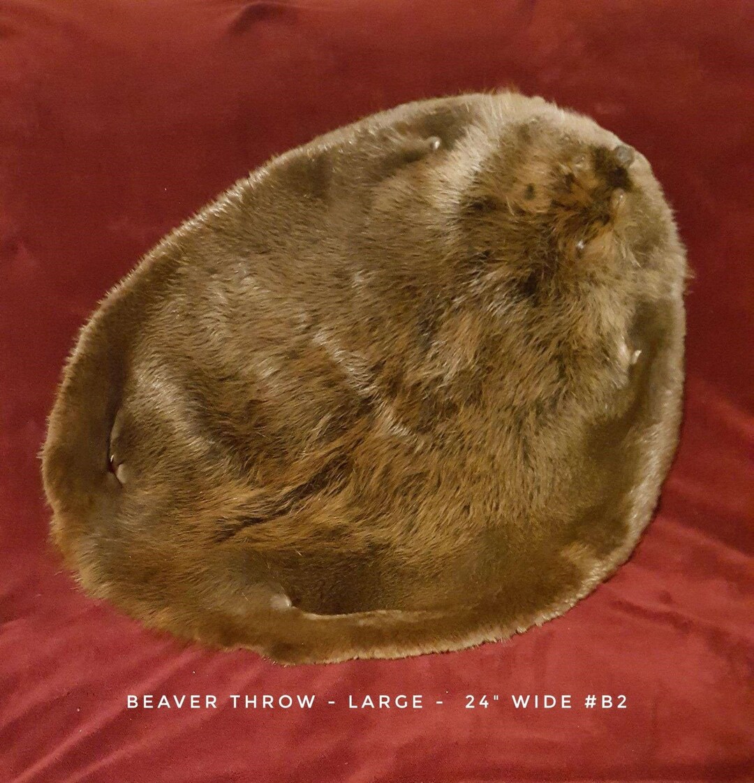 Beautiful Large Tanned Beaver Round Pelt/throw Rug - Etsy