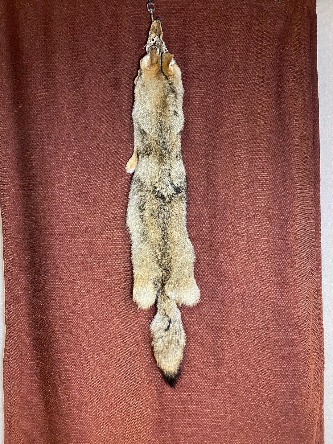 Premium Professionally Tanned North Idaho Winter Coyote Pelt - Etsy