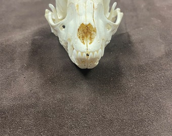 Intact Bleached White Muskrat Skull | Etsy