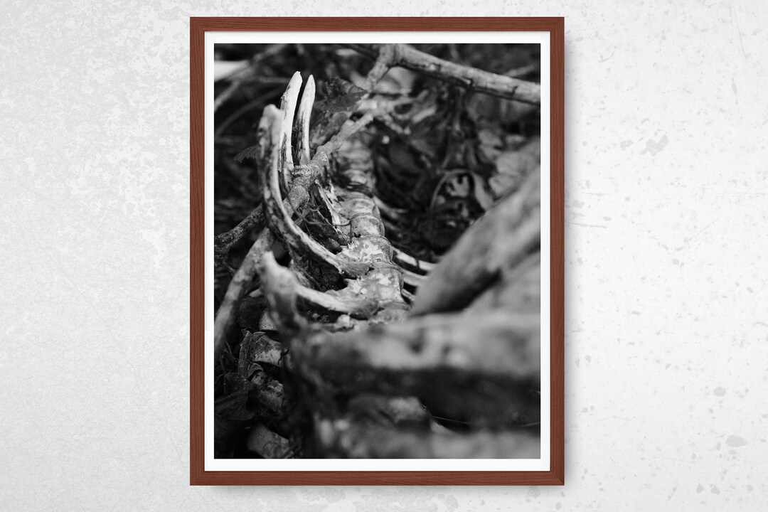 Deer Skeleton in the Woods Rib Cage Decay Fine Art Print - Etsy