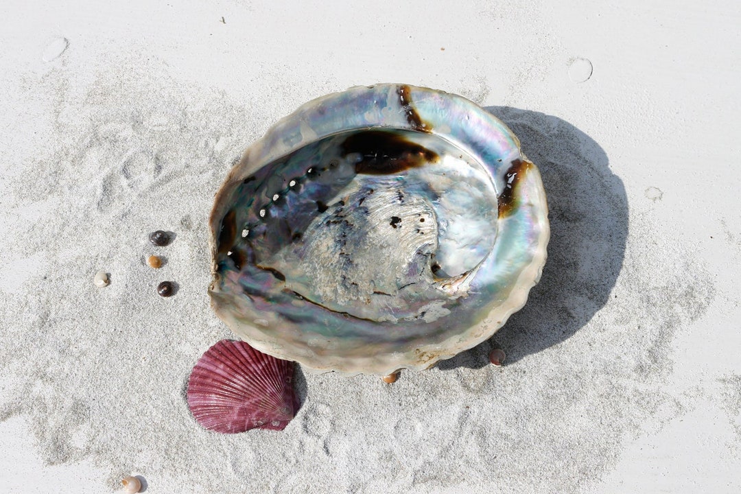 Soap and Incense Bowl Abalone Soap Dish Shell Snail Abalone Sea Ear ...