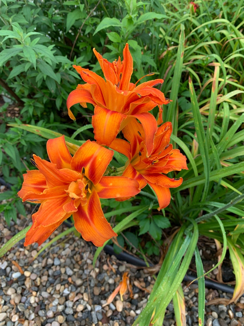 Double Orange Daylily hemerocallis Fulva 'kwanso' - Etsy