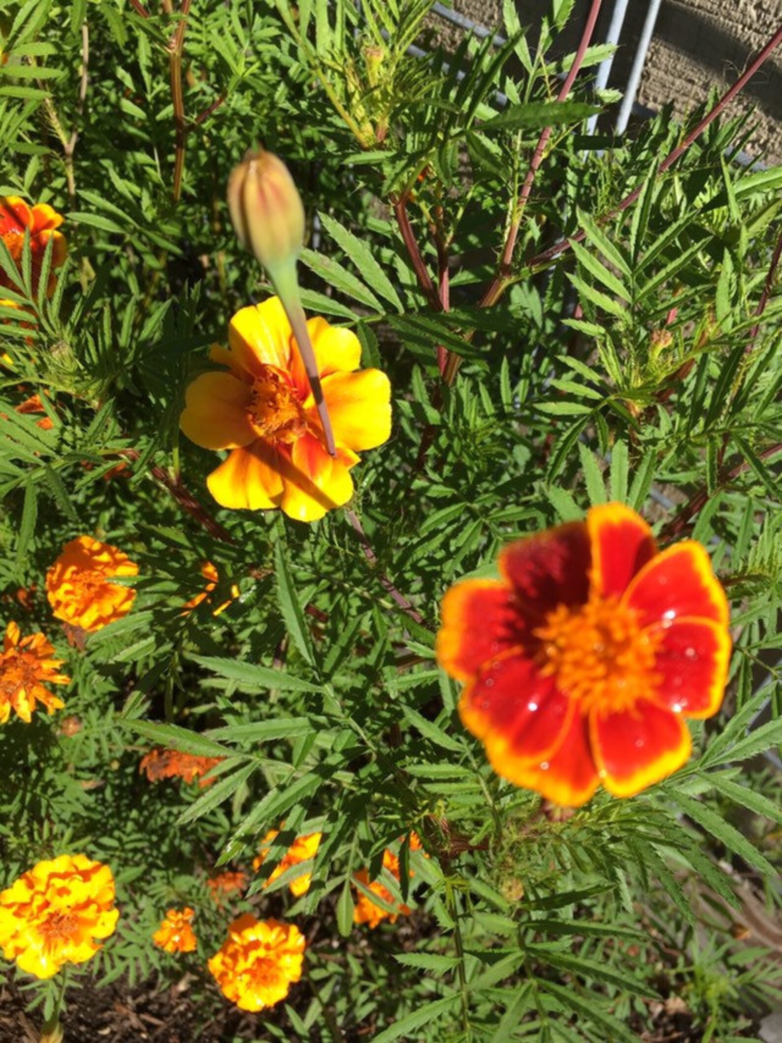 100 Marigold Seeds Sparky Mix Colors - Etsy