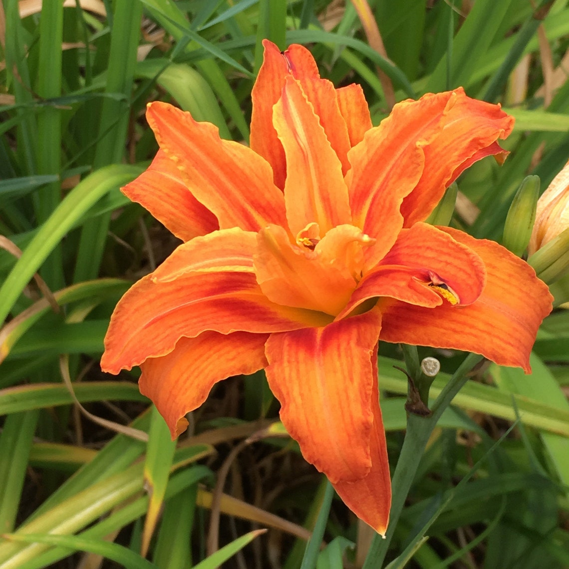 Double Orange Daylily hemerocallis Fulva 'kwanso' - Etsy