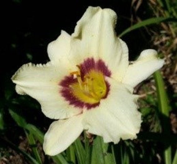 Pandoras Box Daylily
