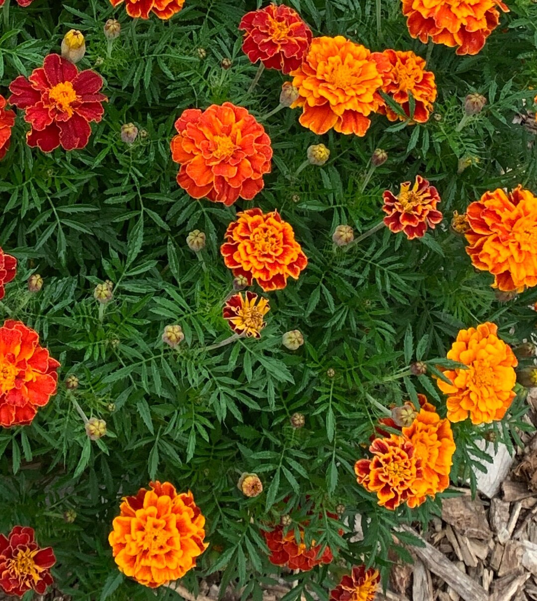 100 Marigold Seeds - Sparky Mix Colors - Etsy