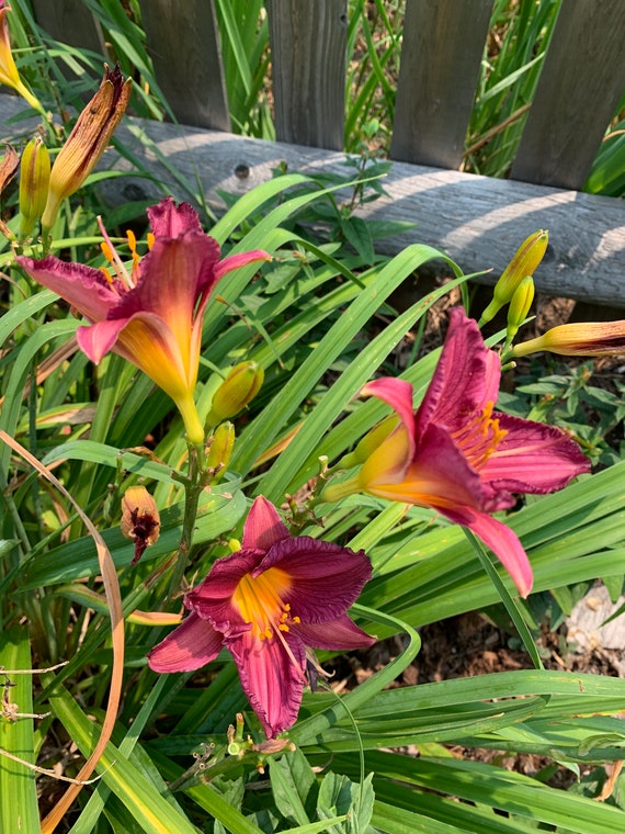 Purple Daylilies