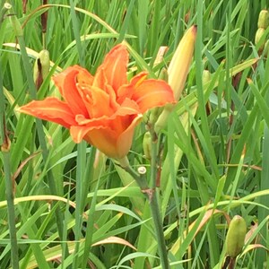 Double Orange Daylily hemerocallis Fulva 'kwanso' - Etsy