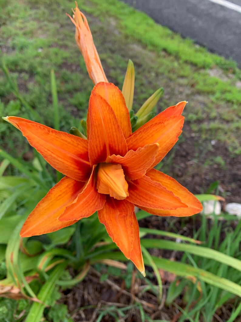 Double Orange Daylily hemerocallis Fulva 'kwanso' - Etsy