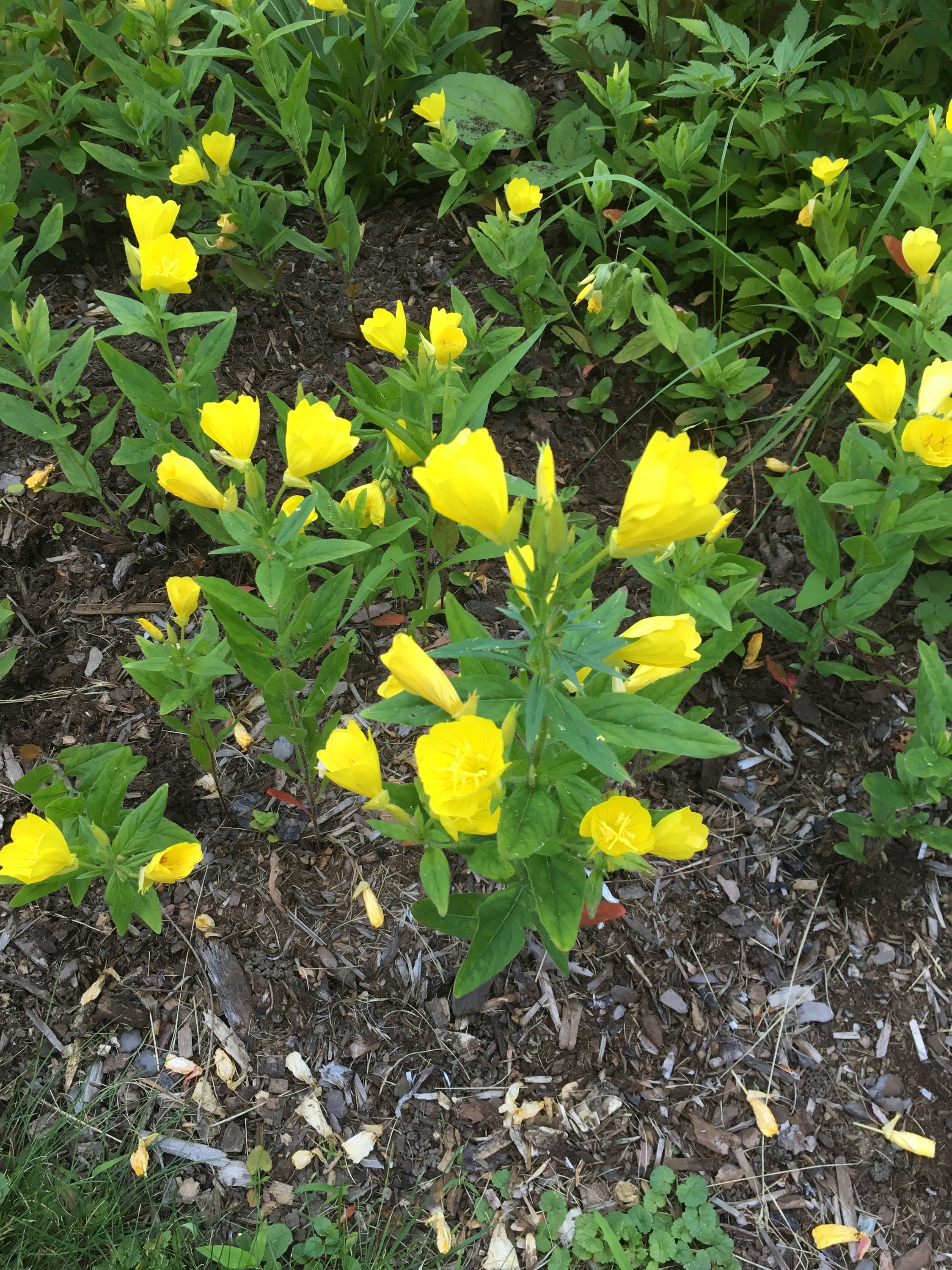 Sundrops (oenothera Fruticose) – 5 Herbaceous Perennial Plants - Etsy