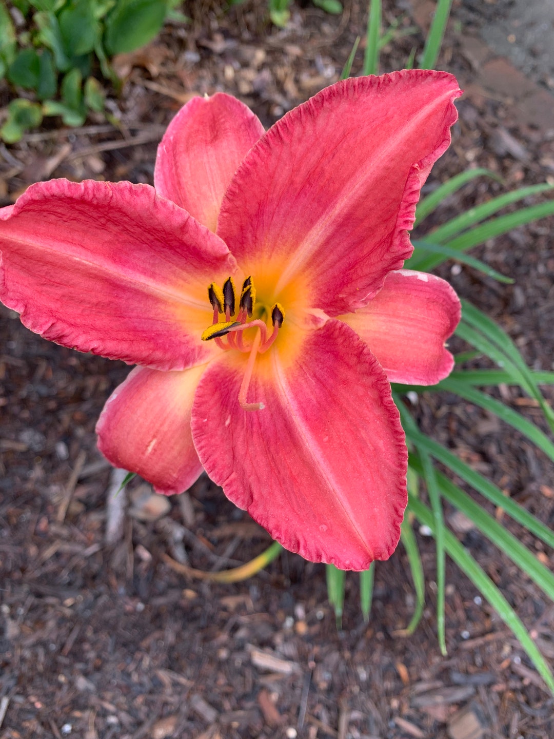 Persian Market Daylily (hemerocallis ‘persian Market’) – 27” Tall, Mid ...