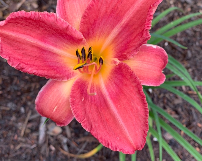 Persian Market Daylily (hemerocallis ‘persian Market’) – 27” Tall, Mid ...