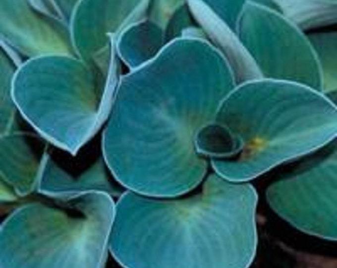 Hosta 'blue Mouse Ears’ – Shade Loving Perennial - Shipped Bare Root - Etsy