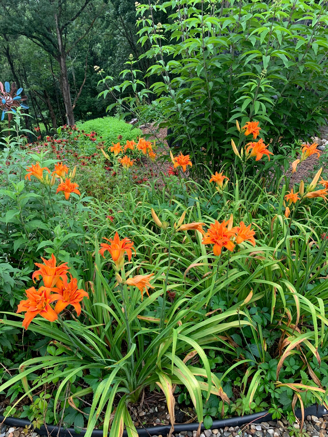 Double Orange Daylily hemerocallis Fulva 'kwanso' - Etsy