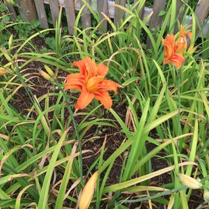Double Orange Daylily hemerocallis Fulva 'kwanso' - Etsy