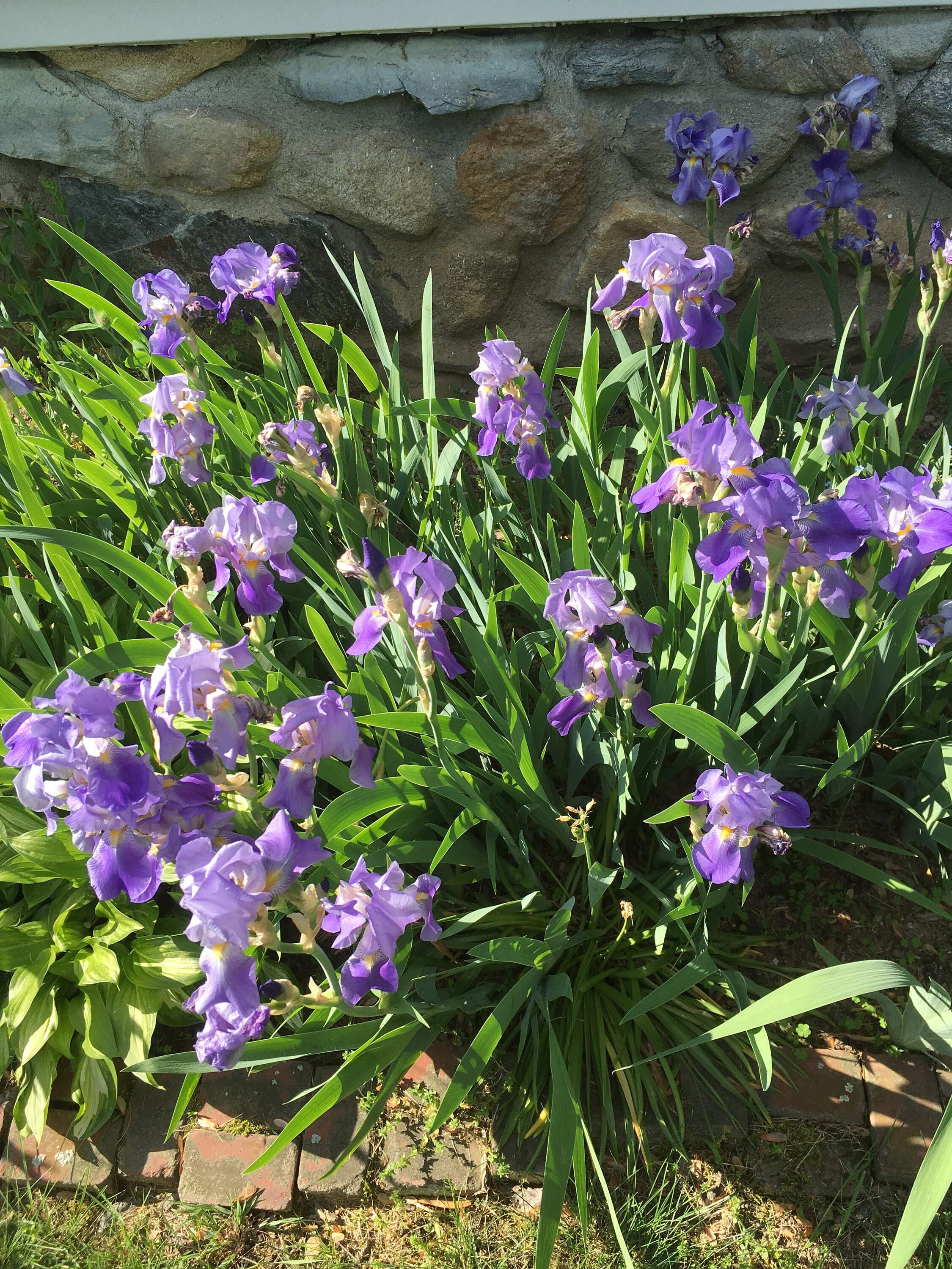 Bearded Iris Rhizomes