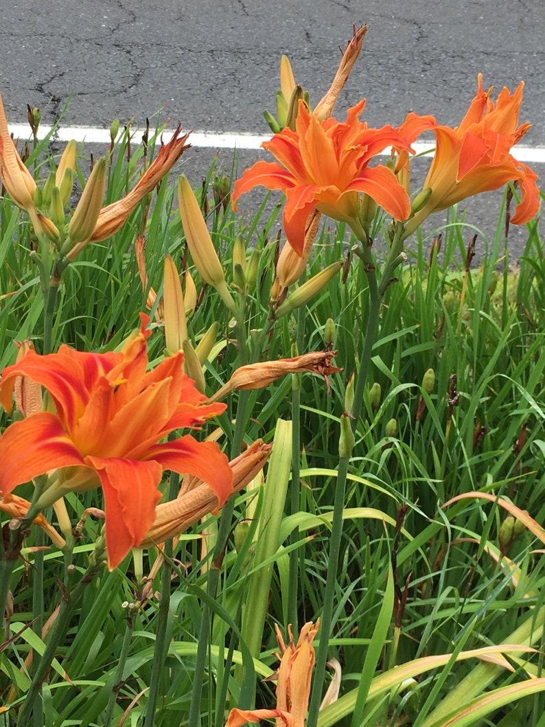 Double Orange Daylily hemerocallis Fulva 'kwanso' - Etsy
