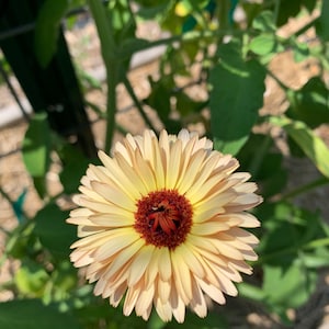 Strawberry Blonde Calendula calendula Officinalis 25 Seeds - Etsy