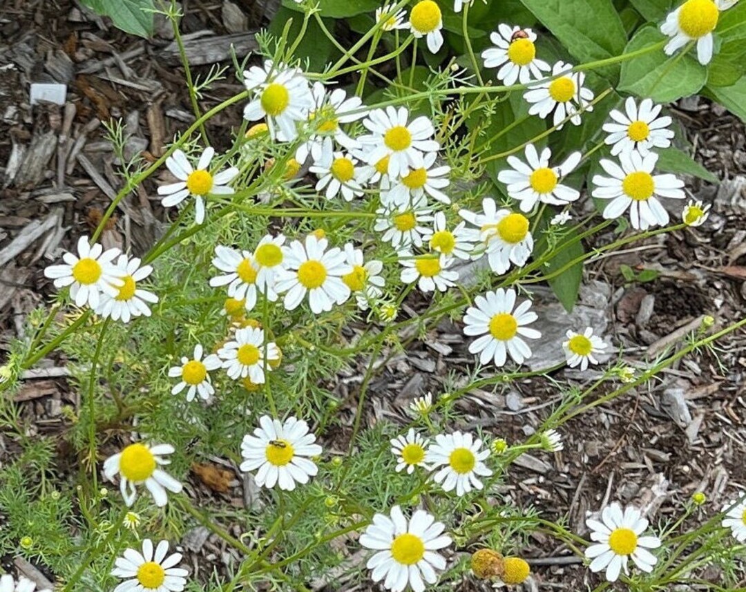 Polish Chamomile 'zloty Lan Seeds Self-seeding Annual Medicinal Herb 25 ...