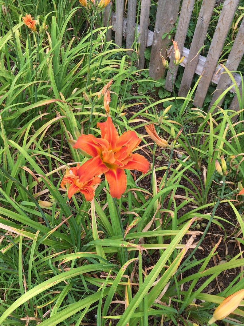 Double Orange Daylily hemerocallis Fulva 'kwanso' - Etsy