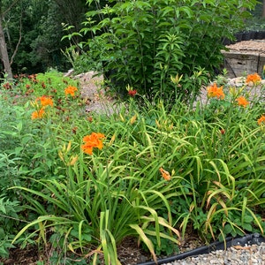 Double Orange Daylily hemerocallis Fulva 'kwanso' - Etsy