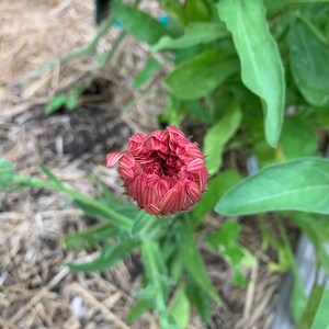 Strawberry Blonde Calendula calendula Officinalis 25 Seeds - Etsy