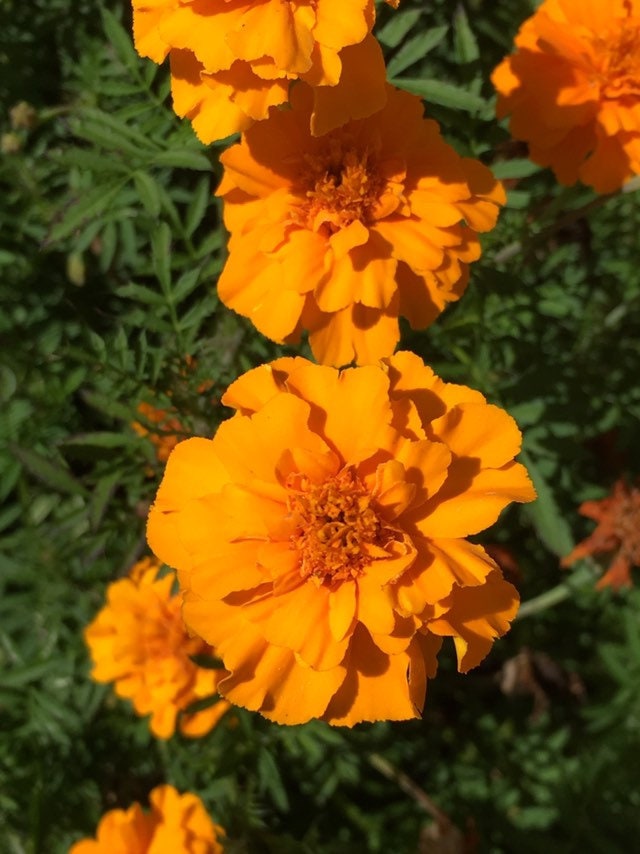 100 Marigold Seeds Sparky Mix Colors - Etsy