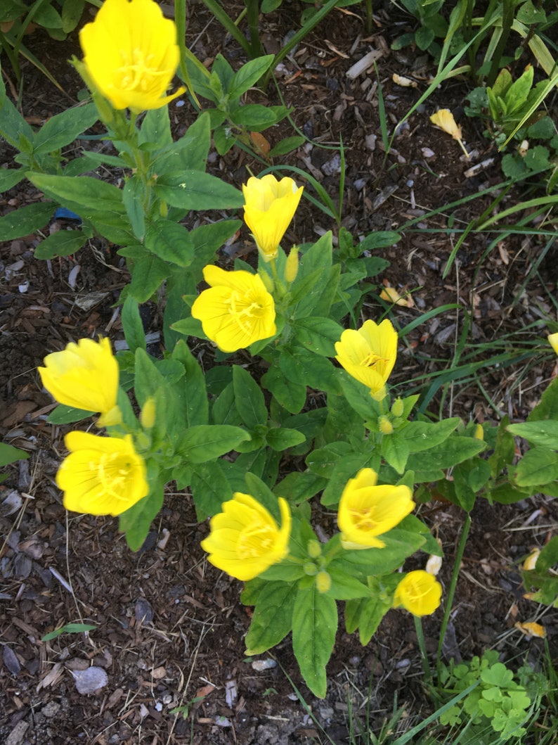 Sundrops (oenothera Fruticose) – 5 Herbaceous Perennial Plants - Etsy
