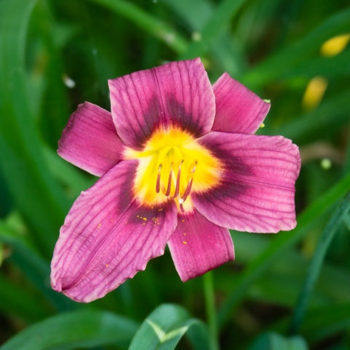 Daylily: Grape Magic hemerocallis grape Magic Shipped | Etsy